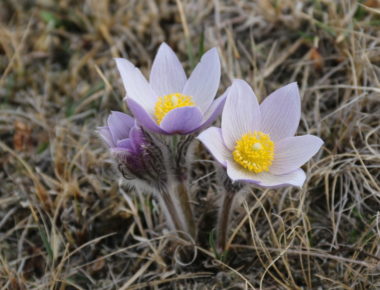 Crocus or Pasque Flower - SkySpy Photos, Images, Video