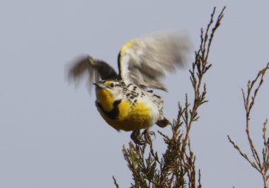 ND State Bird - SkySpy Photos, Images, Video