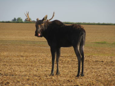 Moose in the field - SkySpy Photos, Images, Video