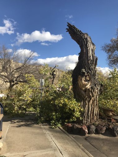 Wind takes down old Tree in Medora - SkySpy Photos, Images, Video
