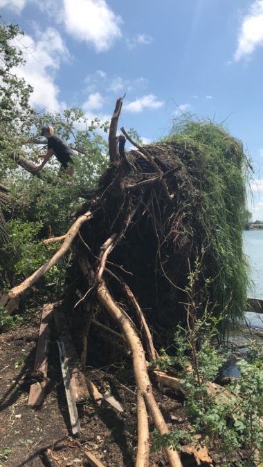 Brush Lake Uprooted Tree - SkySpy Photos, Images, Video