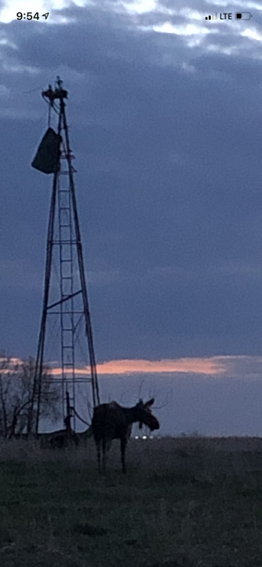 Spring moose - SkySpy Photos, Images, Video