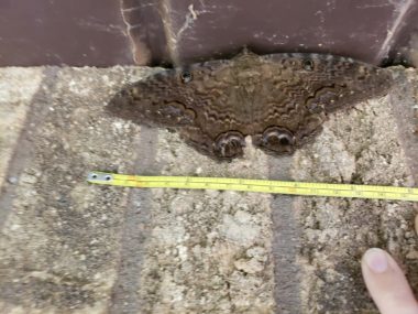 Large 6” moth - SkySpy Photos, Images, Video