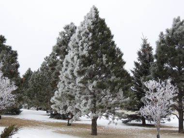 Two-tone Tree - SkySpy Photos, Images, Video