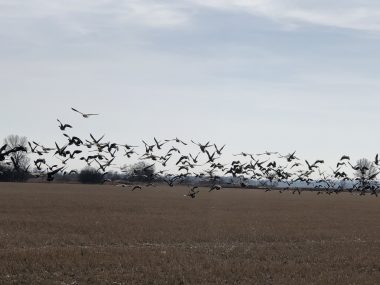 Geese taking flight - SkySpy Photos, Images, Video