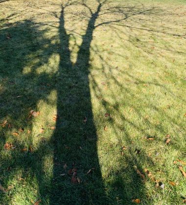 Fall Shadow Tree - SkySpy Photos, Images, Video