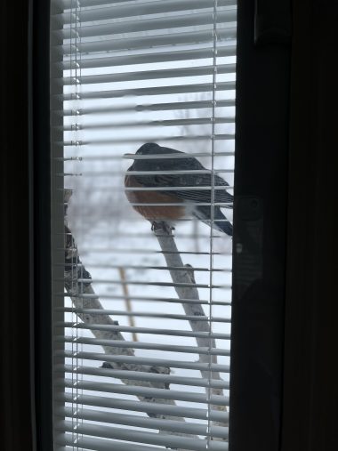 Where did spring go photo - SkySpy Photos, Images, Video