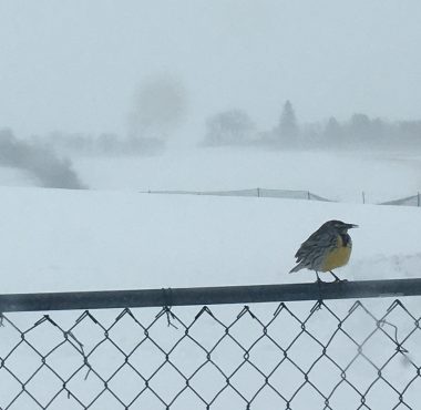 Meadow Lark in the Storm - SkySpy Photos, Images, Video