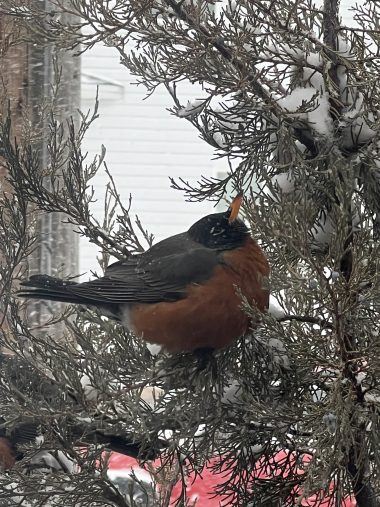 Size large robin hanging out in cedar tree. - SkySpy Photos, Images, Video