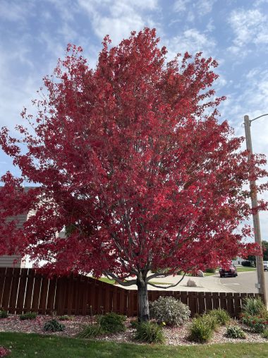 Beautiful Red Maple - SkySpy Photos, Images, Video