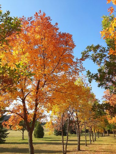 New Salem Fall Colors - SkySpy Photos, Images, Video