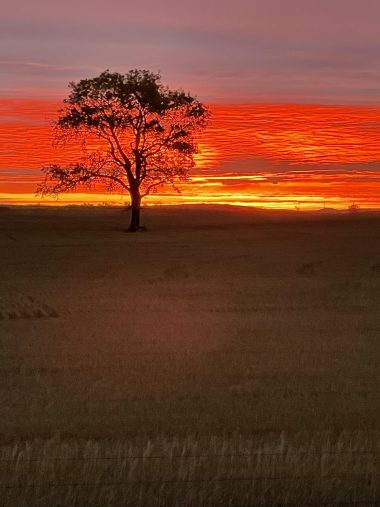 Good morning fire tree - SkySpy Photos, Images, Video
