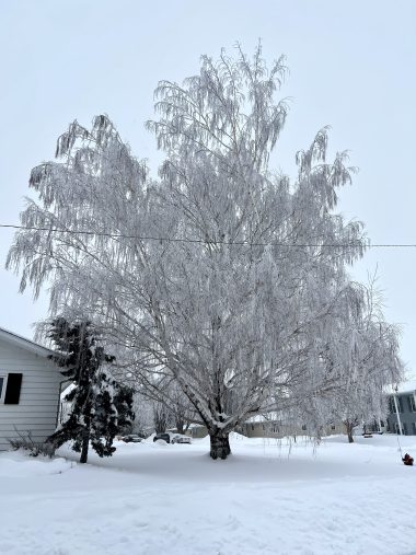 Frosty tree in Ashley - SkySpy Photos, Images, Video
