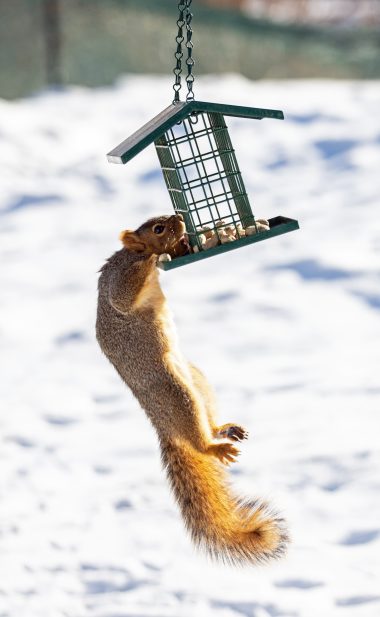 HANG IN THERE. SPRING IS ALMOST HERE! - SkySpy Photos, Images, Video