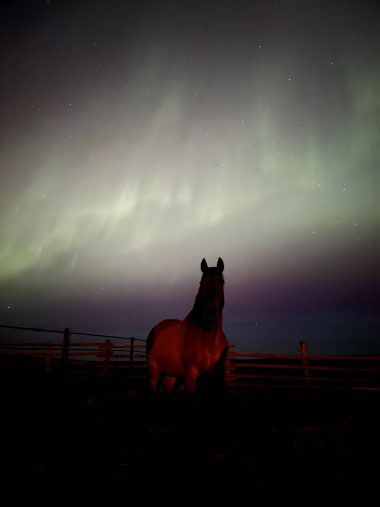 Northern Lights & Horses - SkySpy Photos, Images, Video