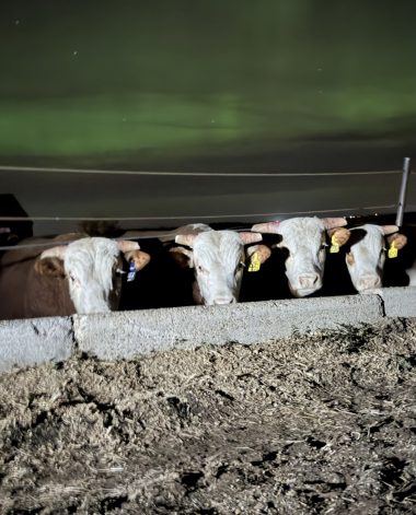 Bull pen - SkySpy Photos, Images, Video